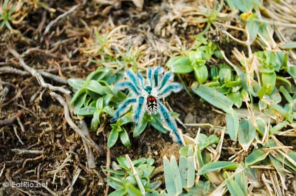 The most beautiful spider in the world - eatrio.net